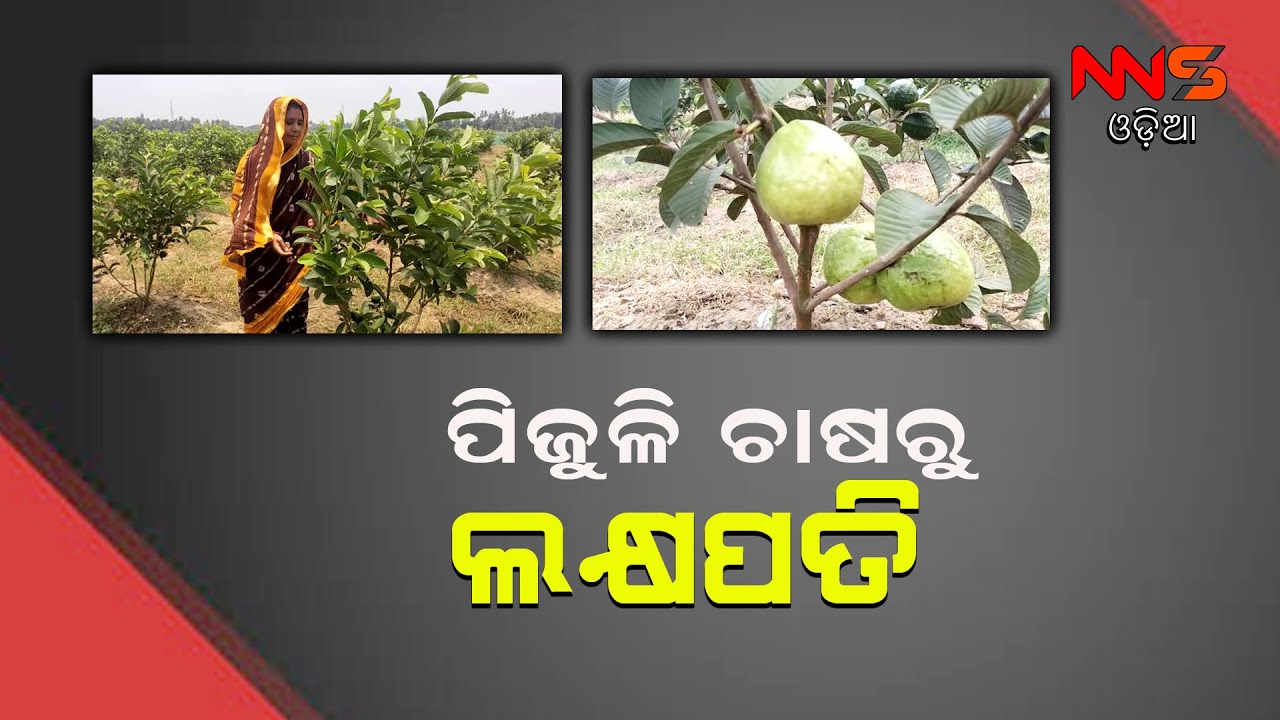 ପିଜୁଳି ଚାଷରୁ ଲକ୍ଷପତି ||Salepur ||farmer ||odisha || - YouTube