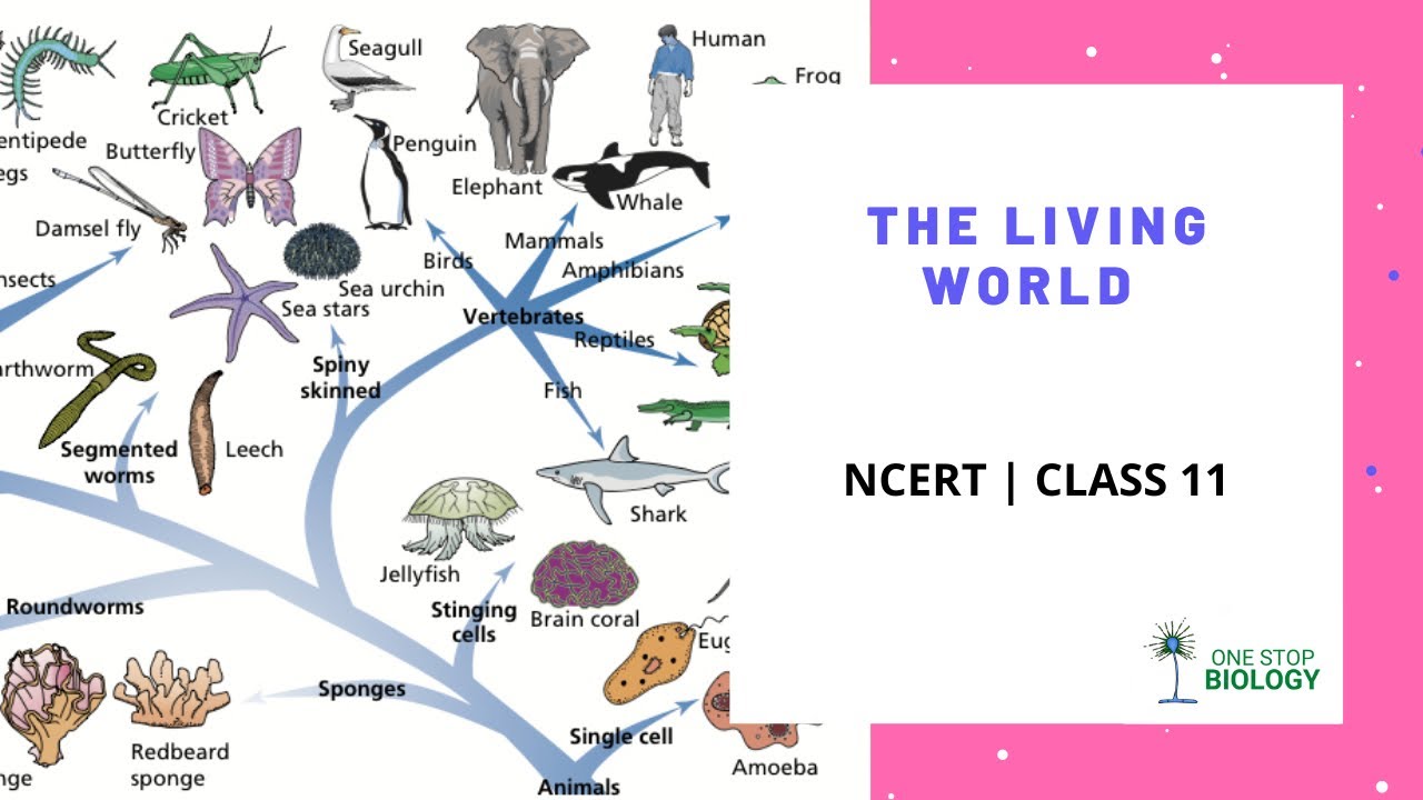 The Living World | NCERT | Class 11 | Chapter 1 | Biology - YouTube