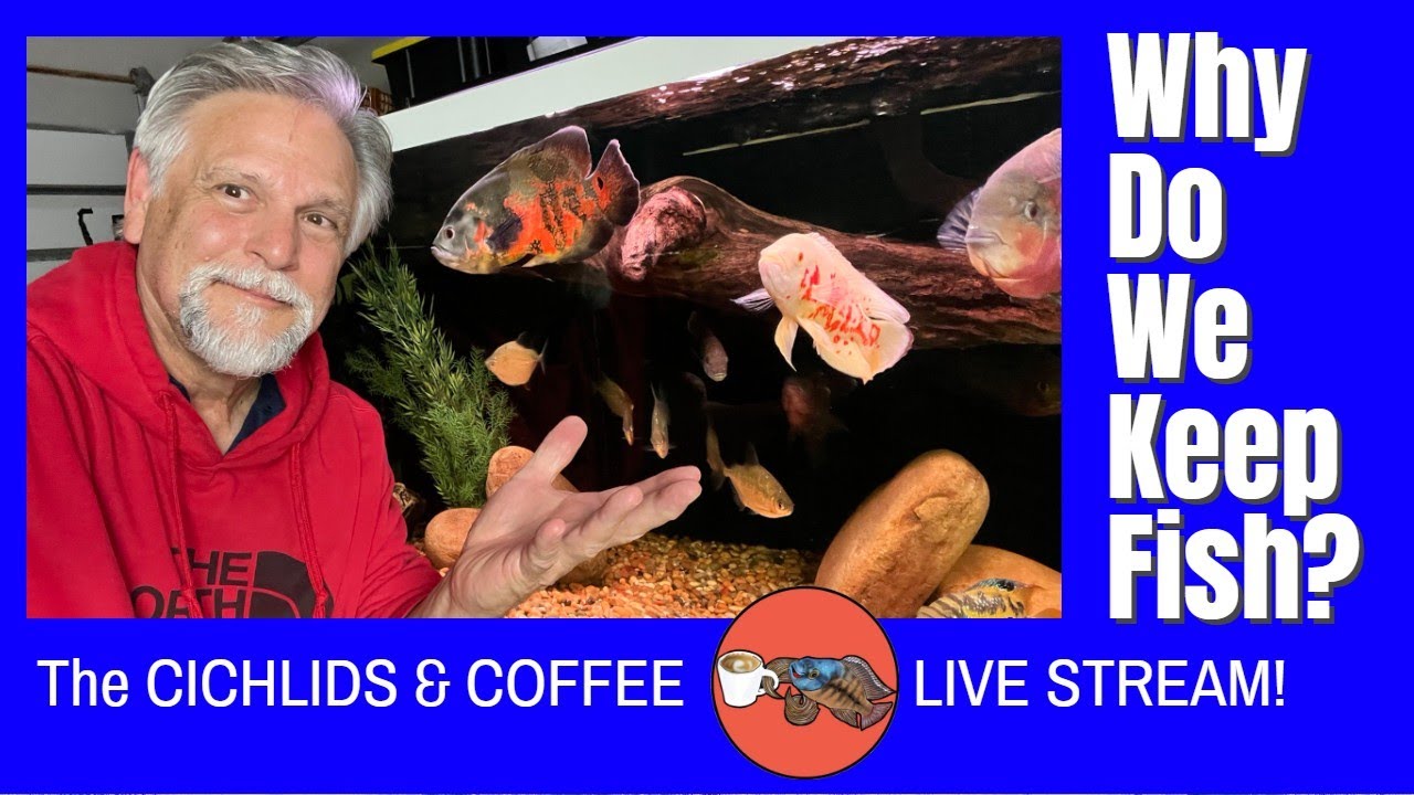 A *DEEP DIVE* into the *MIND of a FISH KEEPER!* - YouTube