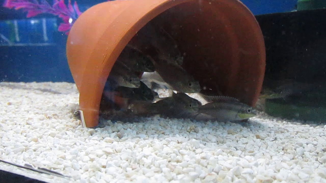 Fish in a plant pot - YouTube