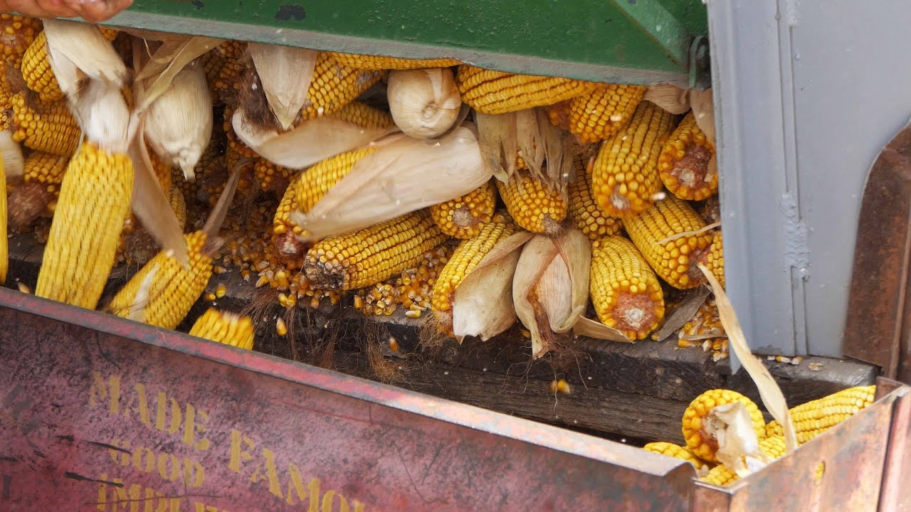The Process Of Corn Harvest - YouTube