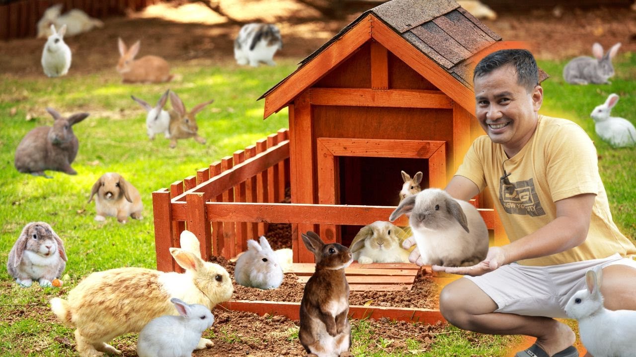 We’re Bringing Back the Rabbit Farm! 🐰 | Exciting Farm Revival Begins ...
