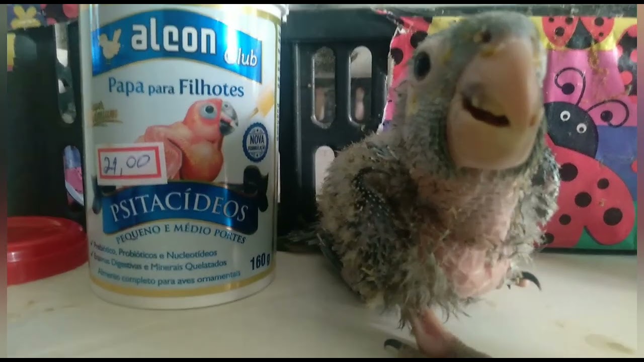 como cuidar de filhote de papagaio - YouTube