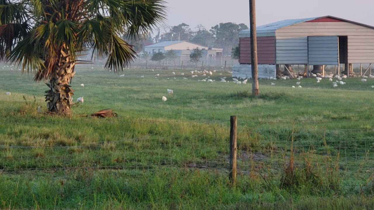 Circle C Farm - YouTube