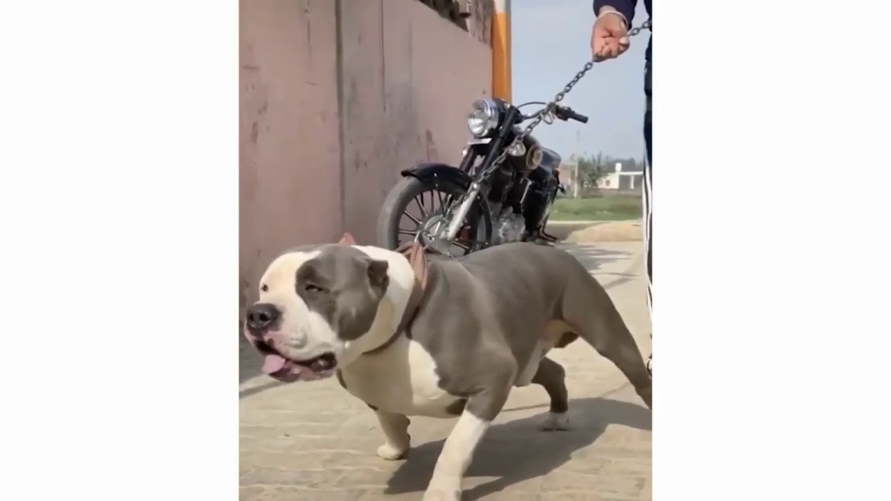 The Dogs Breeds |Pitbull| ||Big Dog Club|| [2020] - YouTube