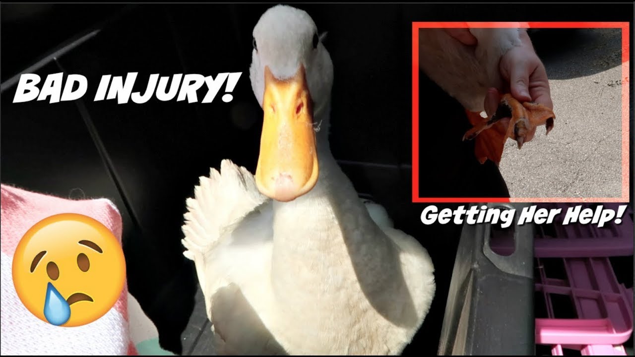 DUCK RESCUE! | Saving A Hurt Duck! - YouTube