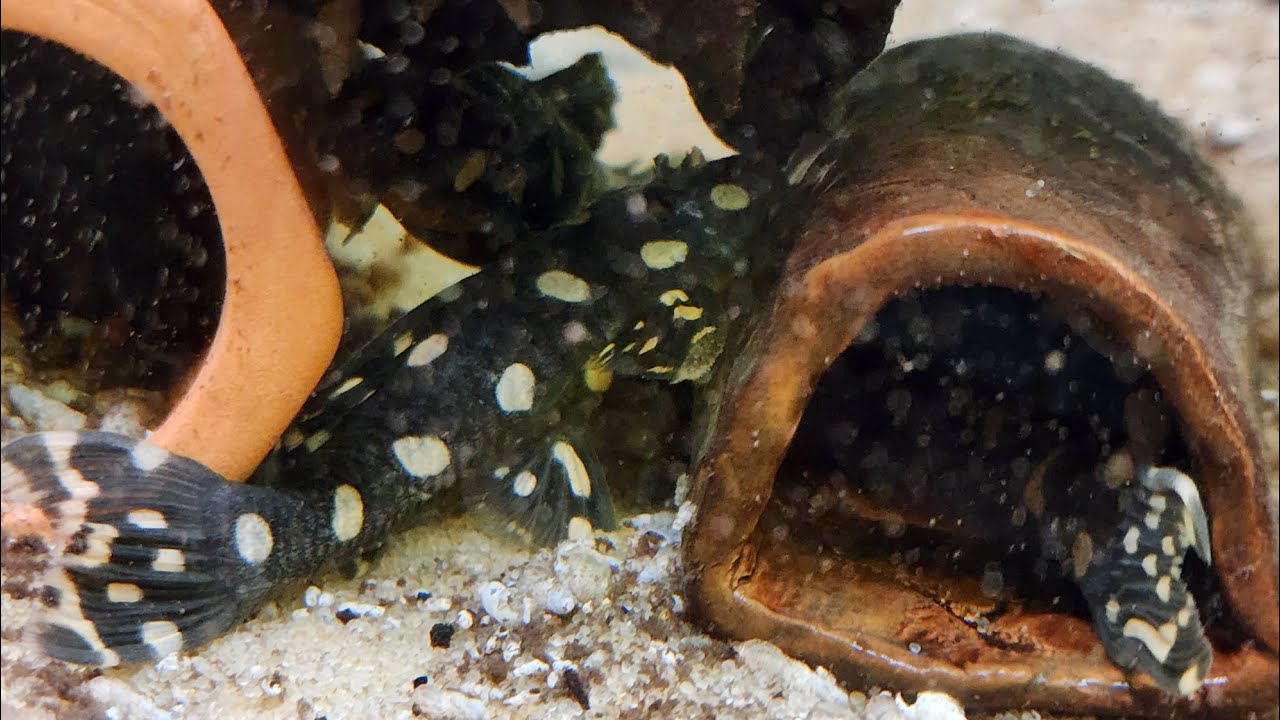 Update On the L82 Opal Spot Plecos - YouTube