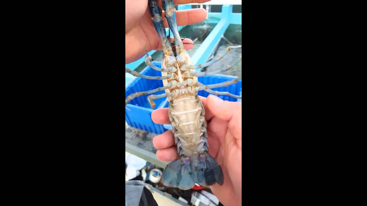 How to sex Red Claw Crayfish and P. Alleni - YouTube