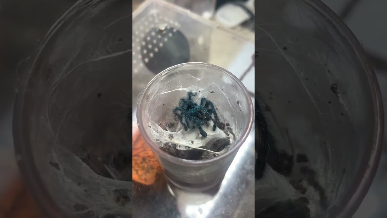 Texas Tarantula Diet: 7 Foods They Eat (And What to Avoid)