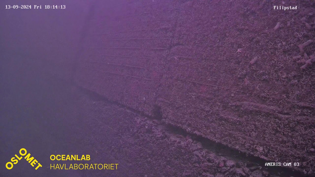 Live streaming OsloMet Oceanlab ANERIS low cost underwater camera observatory - Filipstad - YouTube