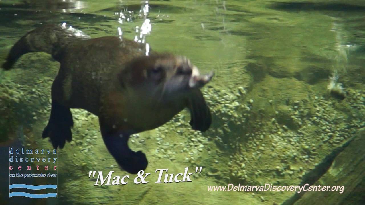 "Mac & Tuck" - Delmarva Discovery Center For Worcester County Tourism ...