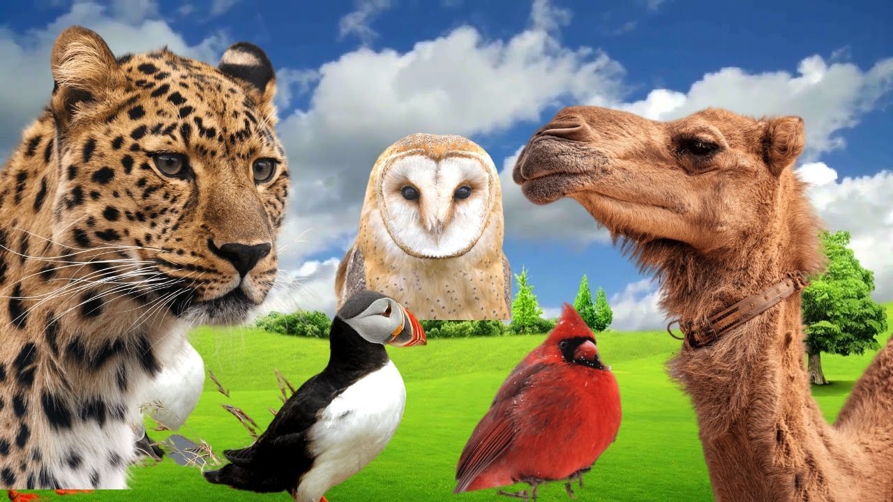 Roars and Growls of Big Cats: Owl, monkeys, ducks, goats, horse. Animal ...