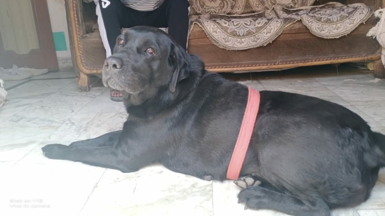 High quality adult female Labrador Retriever for sale | Labrador ...