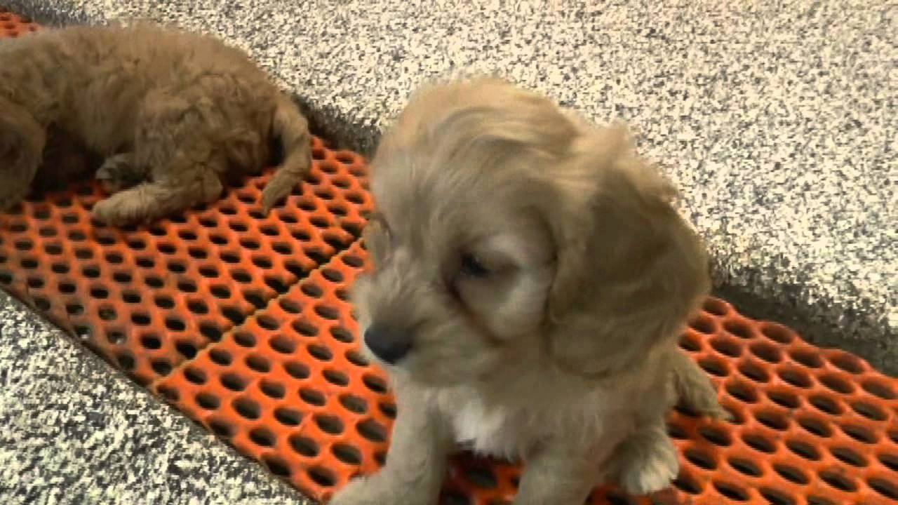 Female Golden Buff & Apricot Cockapoo Puppies - YouTube