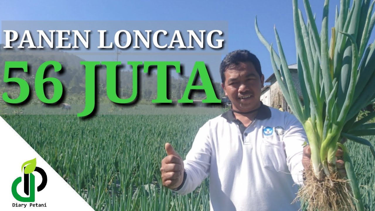 PANEN LONCANG LAKU 56 JUTA - DIARY PETANI - YouTube