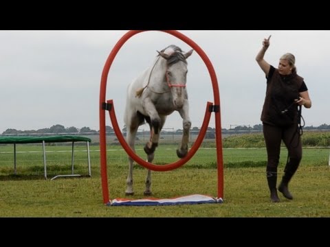 [Horse Agility] Jump & Hoop Training - YouTube
