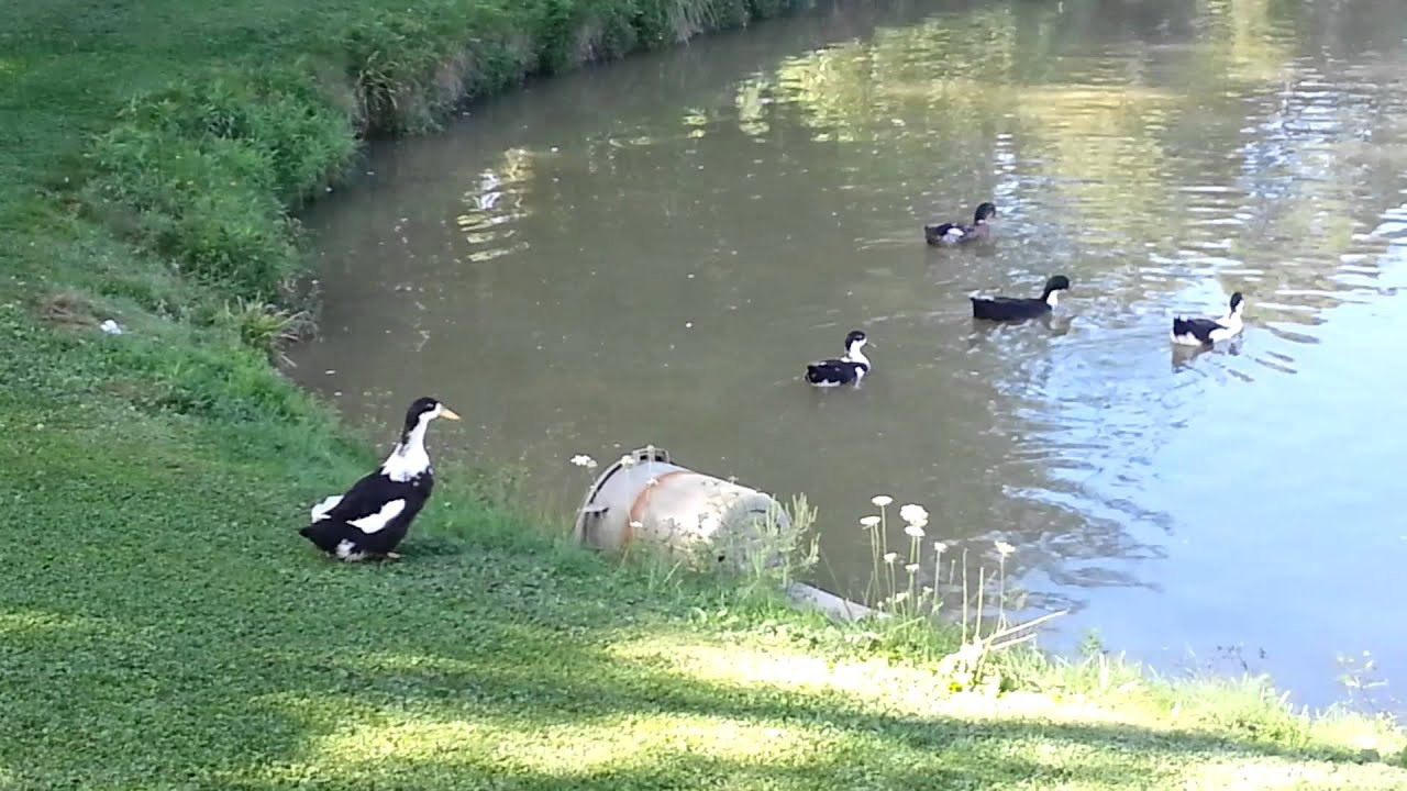 Abandoned Pet Duck Found And Rescued Part3 - YouTube