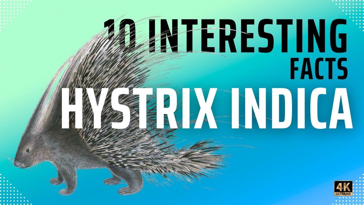 Discovering Hystrix Indica: 🌿 10 Facts to Blow Your Mind! 💨 - YouTube