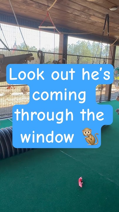 Spidermonkey comes outside through the window 🩵 #spidermonkey - YouTube