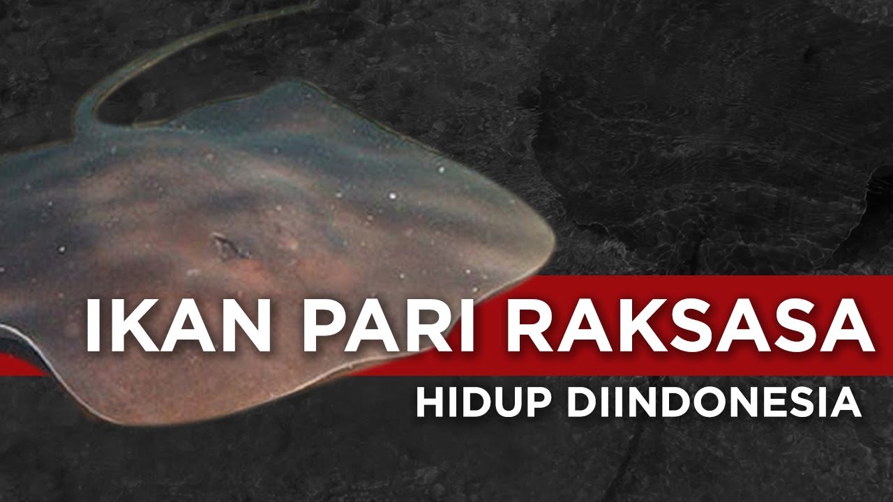 IKAN RAKSASA PARI AIR TAWAR ADA DI SUMATRA INDONESIA! - YouTube