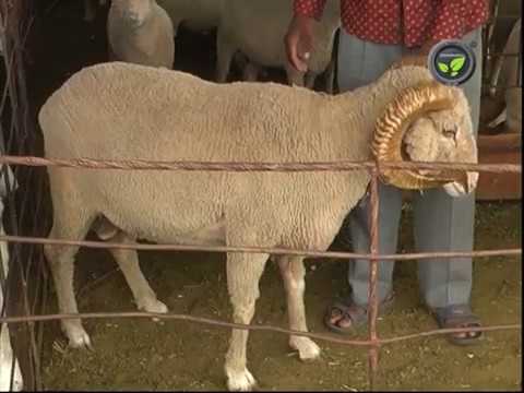 Problem of Inbreeding in Sheep, Gestation, Lambing and Lamb Care - YouTube