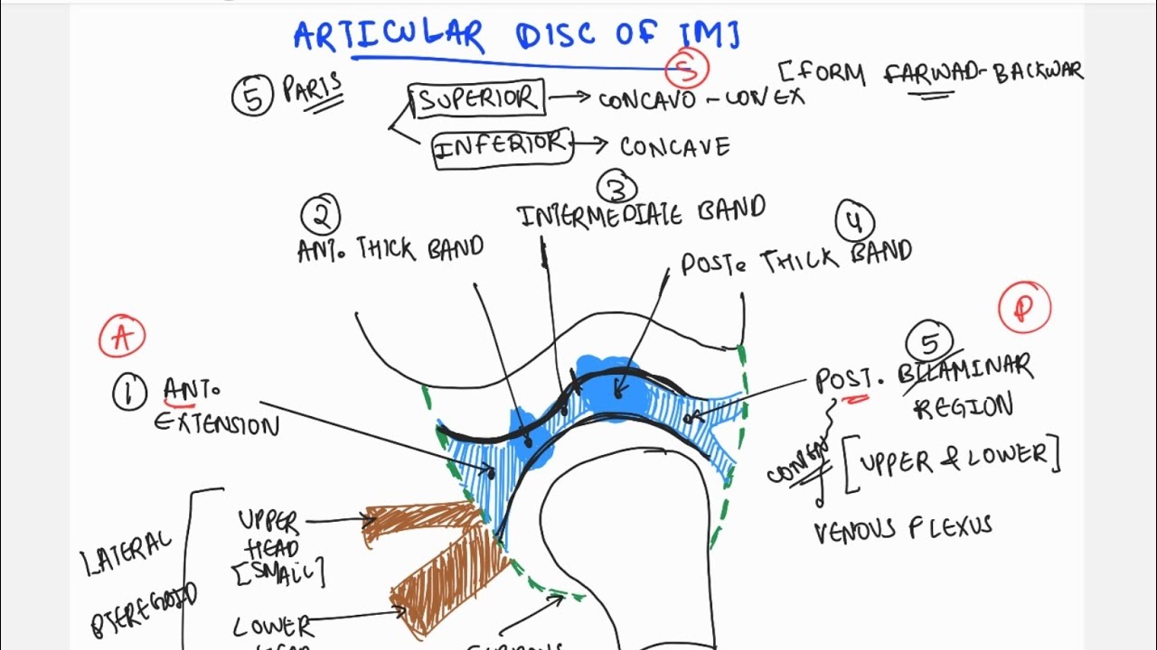 ANATOMY | ARTICULAR DISC OF TEMPOROMANDIBULAR JOINT | TMJ 4 - YouTube
