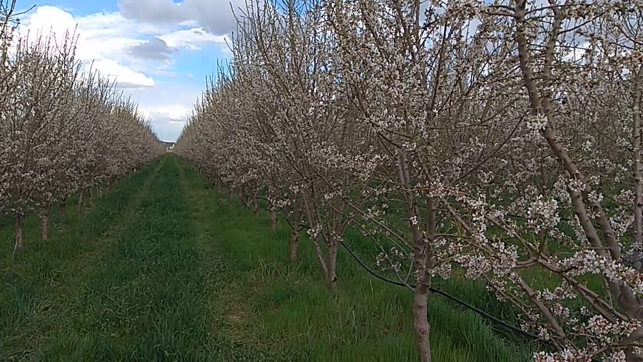Penta almond trees in full blossom in Toro (Zamora) Spain - YouTube