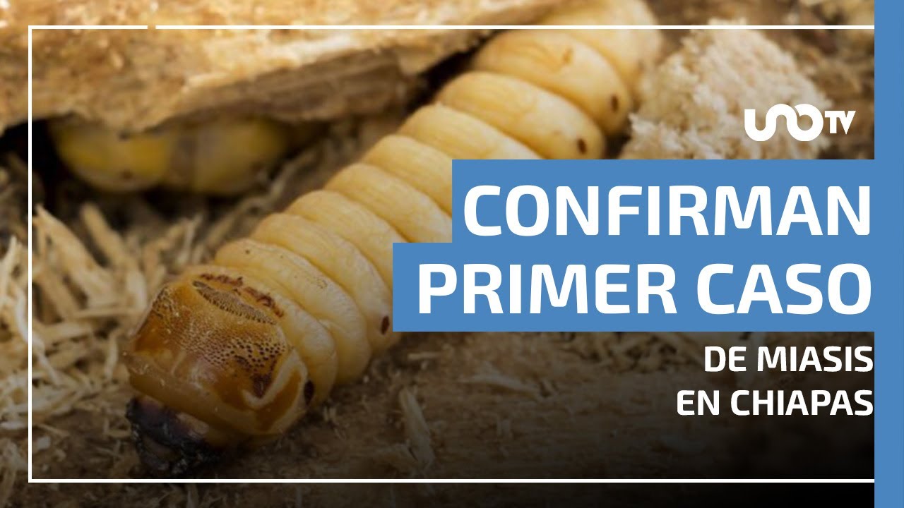 Confirman primer caso en humano de miasis - YouTube
