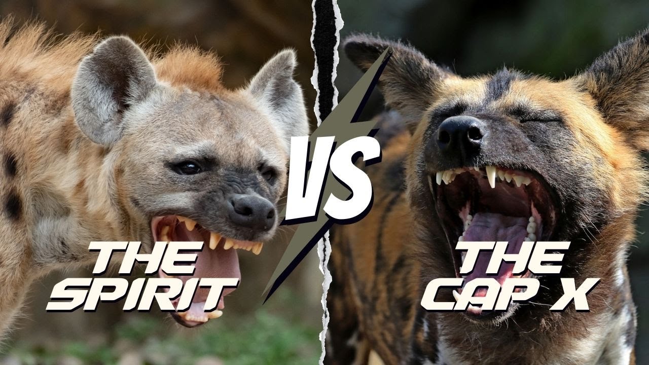 Hyenas vs Wild Dogs Ultimate Showdown! - YouTube