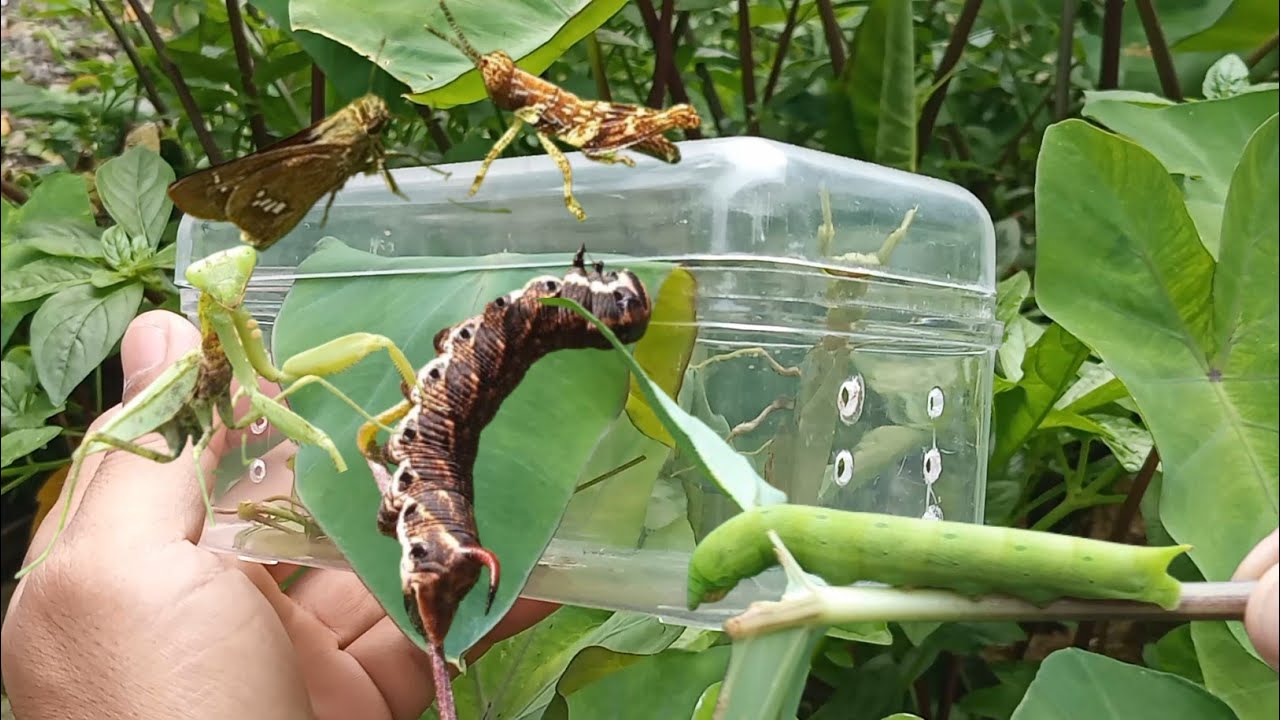 Beautiful insect exploration | observing lizards, catch mantises ...