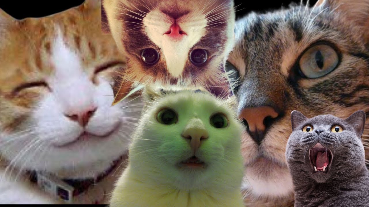 This is NOT a Cat Video - YouTube