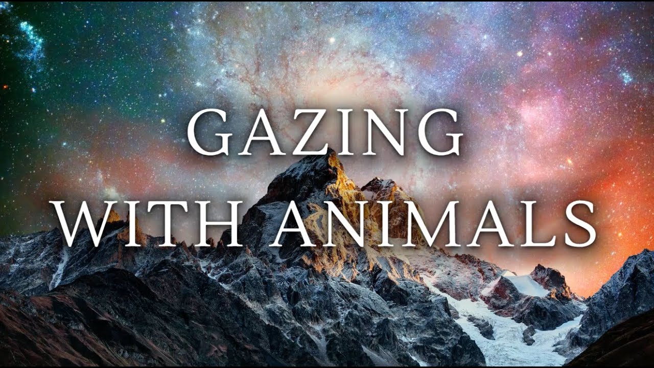How To See Energy (Part 45) - Gazing With Animals - YouTube