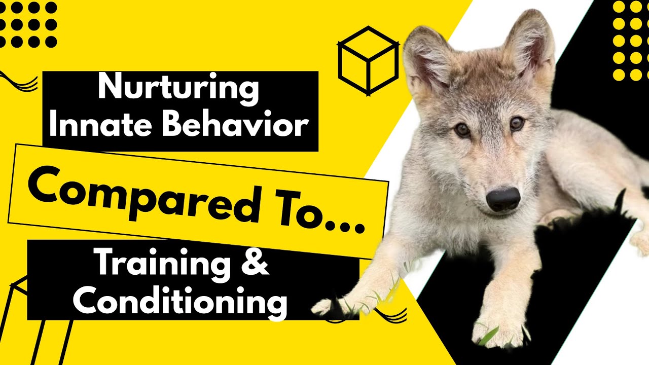 Nurturing Innate Behavior V.S. Training - YouTube