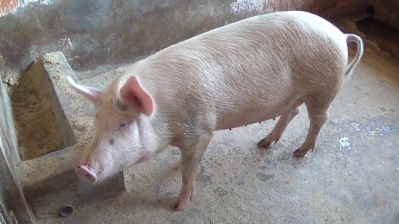 PIGGERY FEEDING - YouTube
