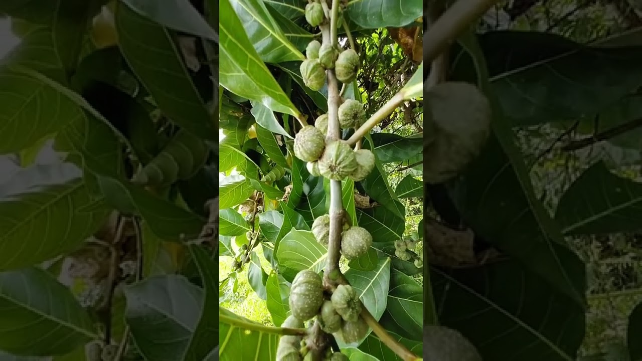 NEW VARIETY OF FIG TREE FRUIT IN THE PHILIPPINE - YouTube
