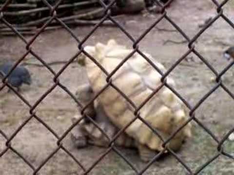 Turtles humping at the zoo! - YouTube