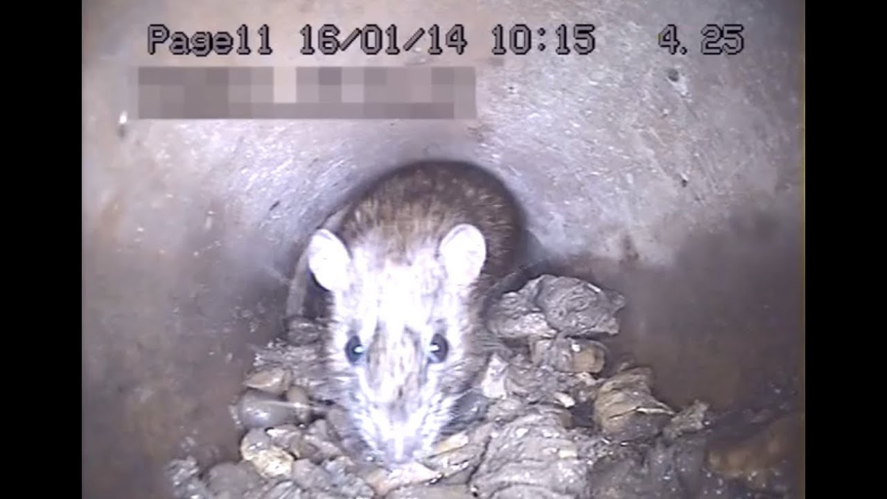 SUPER RAT in a LONDON DRAIN!!!- Environ Pest Control - YouTube