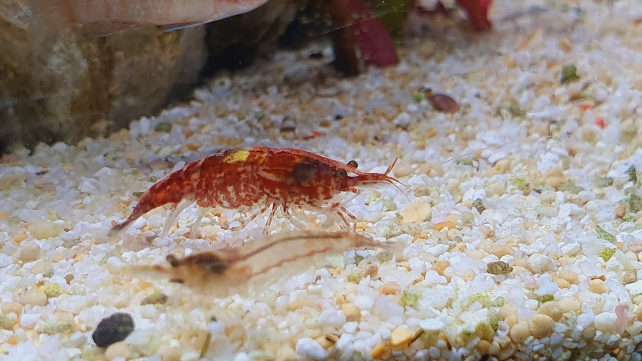 Cheery shrimps feasting. #aquascape #shrimps #amanoshrimp - YouTube