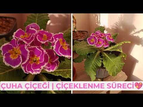 Çuha Çiçeği Ne Zamana Kadar Çiçekli Kalır? | Çiçeklenme Süreci