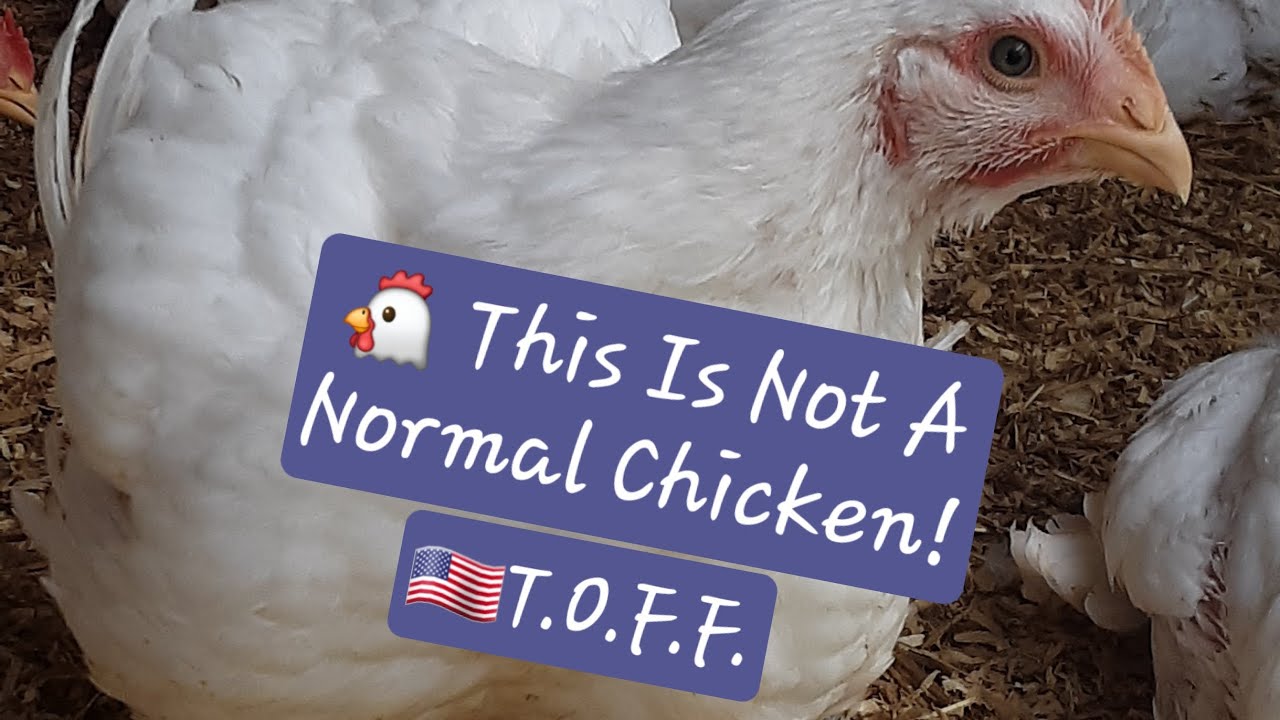 These Are Not Normal Chickens...But They're Superior Meat Production ...