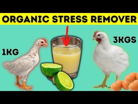 The BEST Organic remedy to reduce heat stress on chickens for faster ...