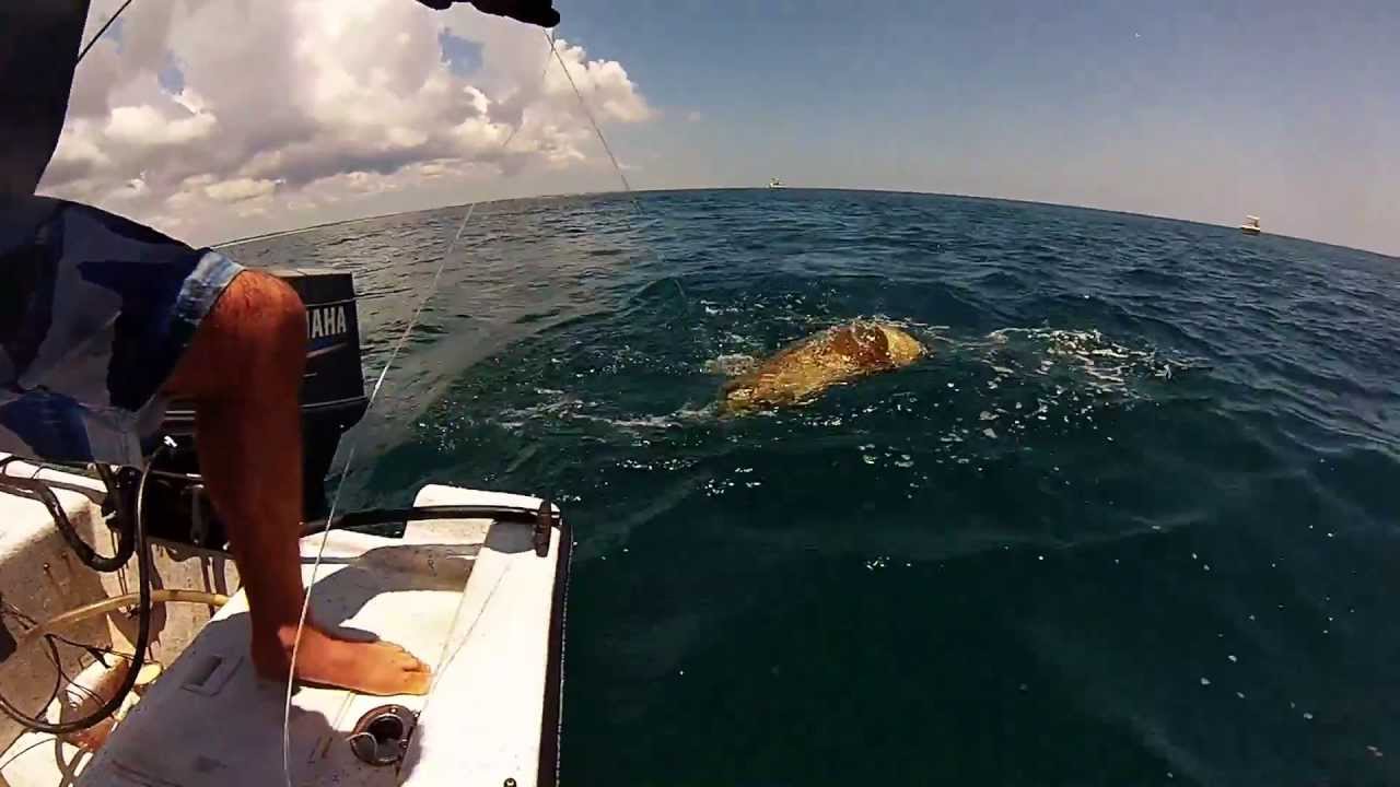 Goliath Grouper, Carl handlines a big Goliath Grouper! - YouTube