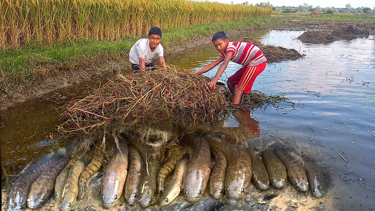 Really Amazing Traditional Hand Fishing Video | Catching Fish By Hand ...