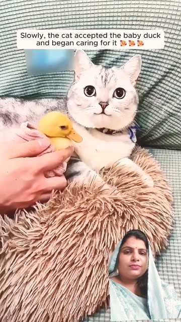 Tha cat nurtured a baby duck as its own with love 😍 #cat #cats # ...