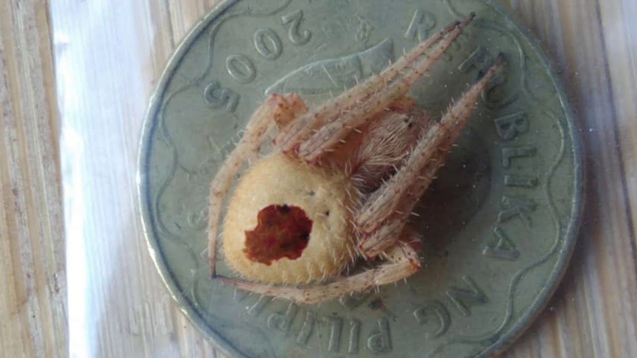 THE BEST SPIDER IN THE PHILIPPINES!! - YouTube