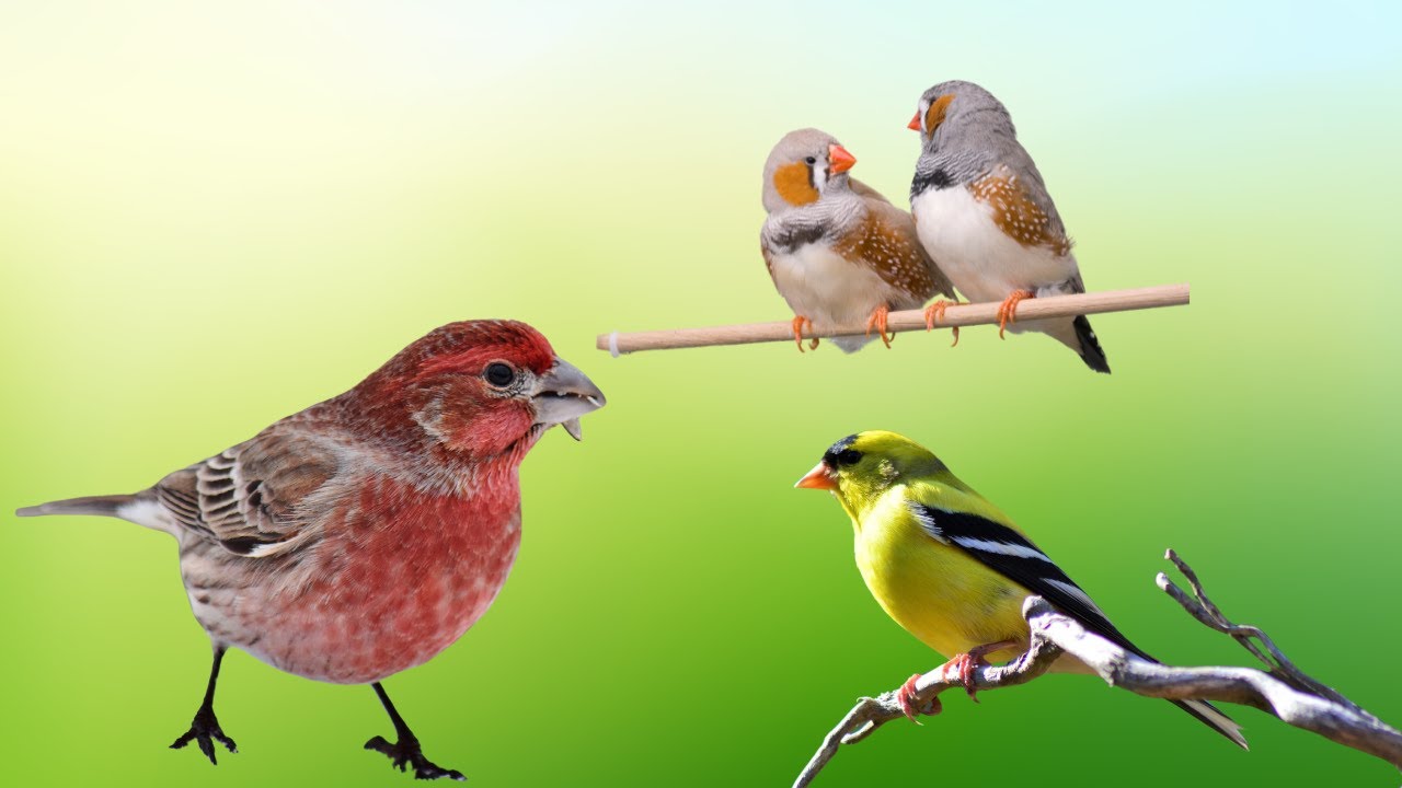 The Joy of Keeping Finches: A Guide to Pet Finch Care - YouTube