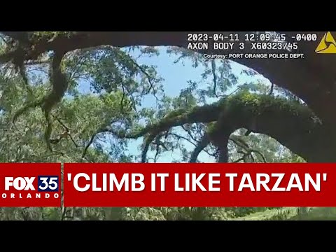 'Trying to climb it like Tarzan': Florida man climbs tree to hide from ...