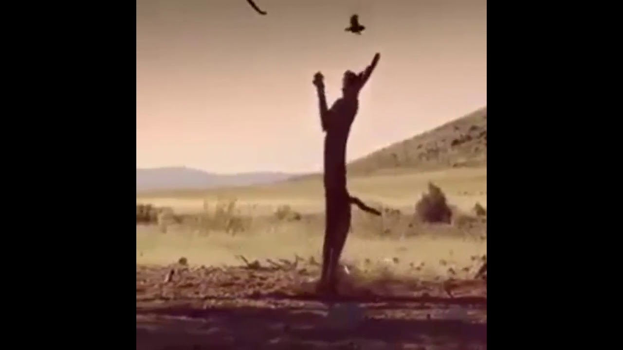 Caracal catches bird in flight | One Shot Creationz - YouTube