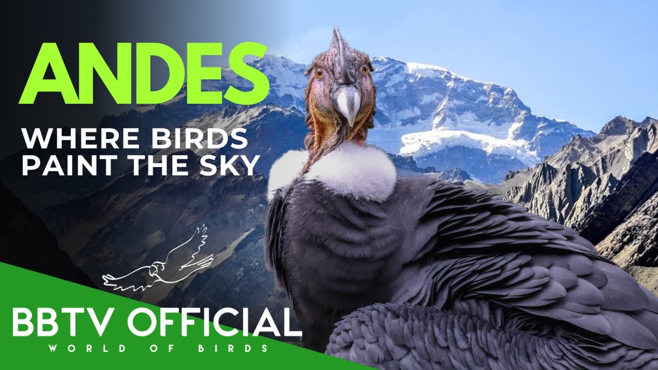 ANDES | Where Birds Paint the Sky | BBTV Official | Wildlife ...