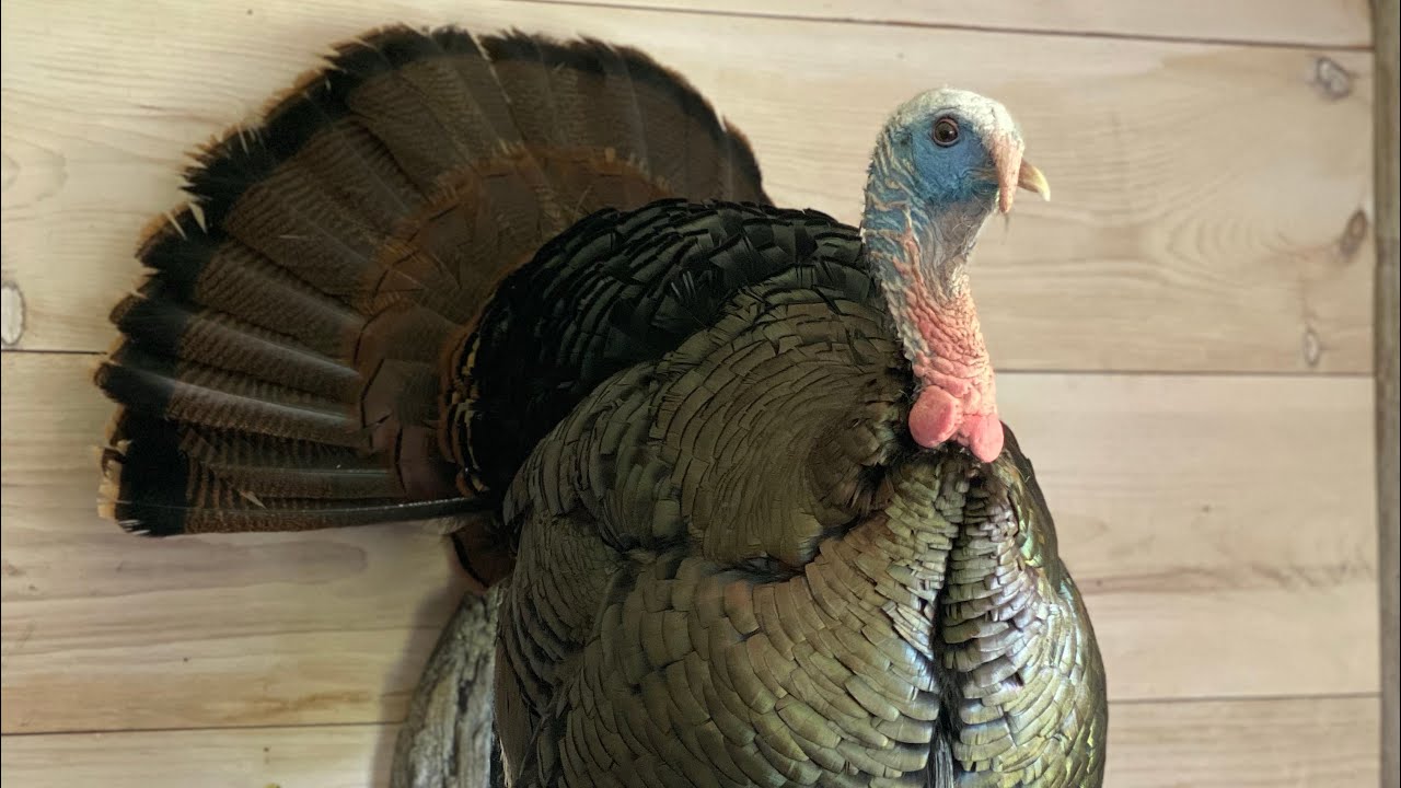 Half Strut Turkey Mount- Crown of Maine Taxidermy - YouTube